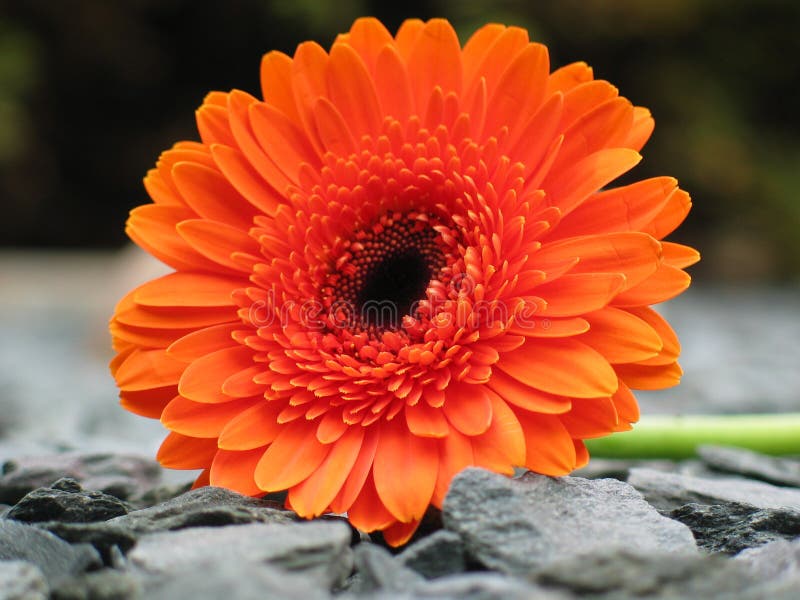 Orange Gerbera on Shale stock image. Image of daisy, field - 1654943