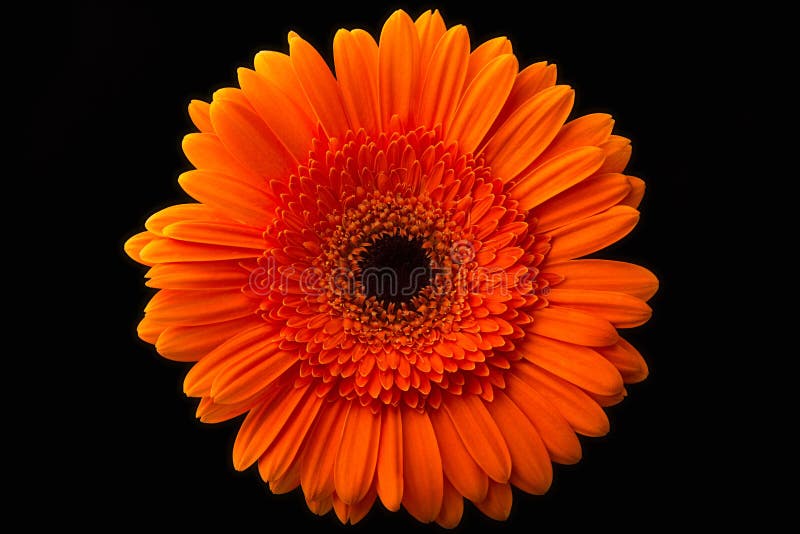 Orange Gerbera with Stem Isolated on Black Background Stock Image ...