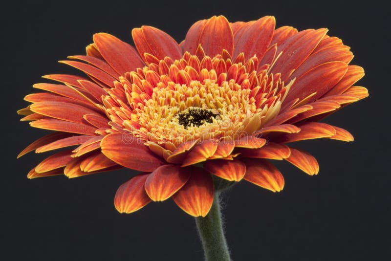 Orange Germini stock photo. Image of petals, bright, plant - 39600630