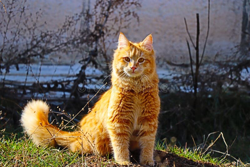 Orange Ginger Cat Sitting in Green Grass Stock Photo - Image of ...