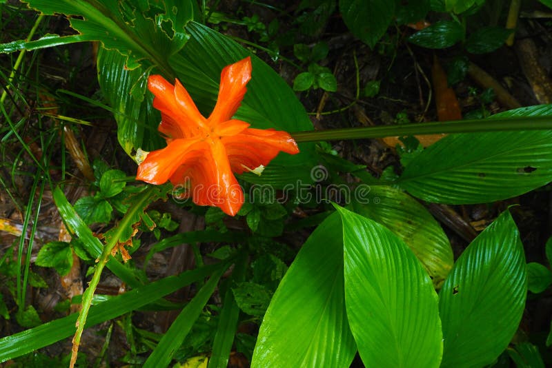 Orange ginger flower stock image. Image of plume, bract - 77584849