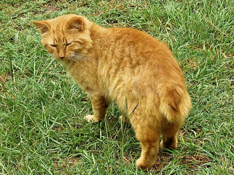 Orange Manx Cat With Tail