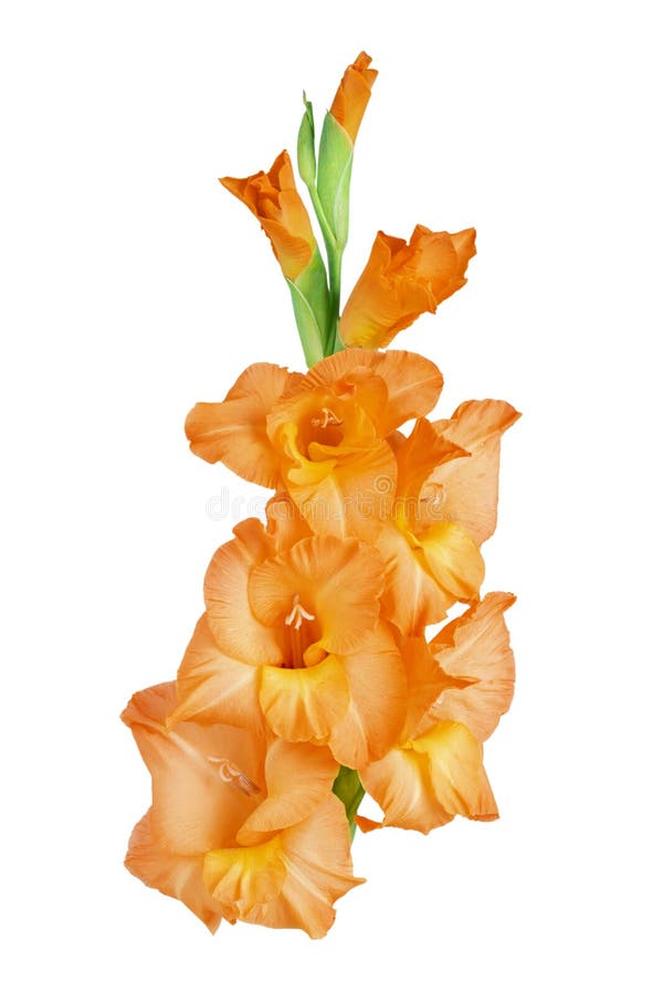 Orange Gladiolus Flower Isolated on White Background. Stock Photo ...