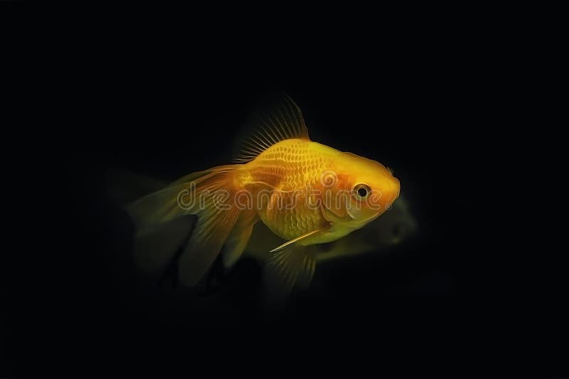 Orange Goldfish in Aquarium. on Black Background Stock Photo - Image of ...