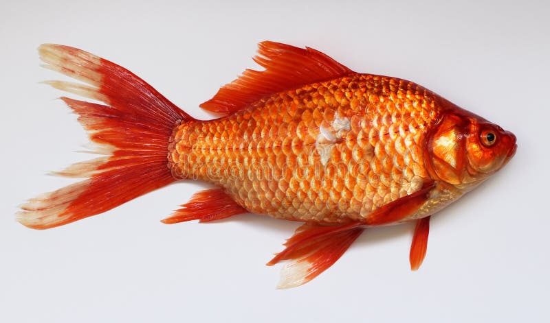 Orange, Goldfish, Fish, Bony Fish Stock Image - Image of tail, goldfish ...