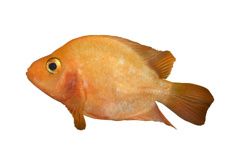 Orange Goldfish Isolated on White Background Stock Image - Image of ...