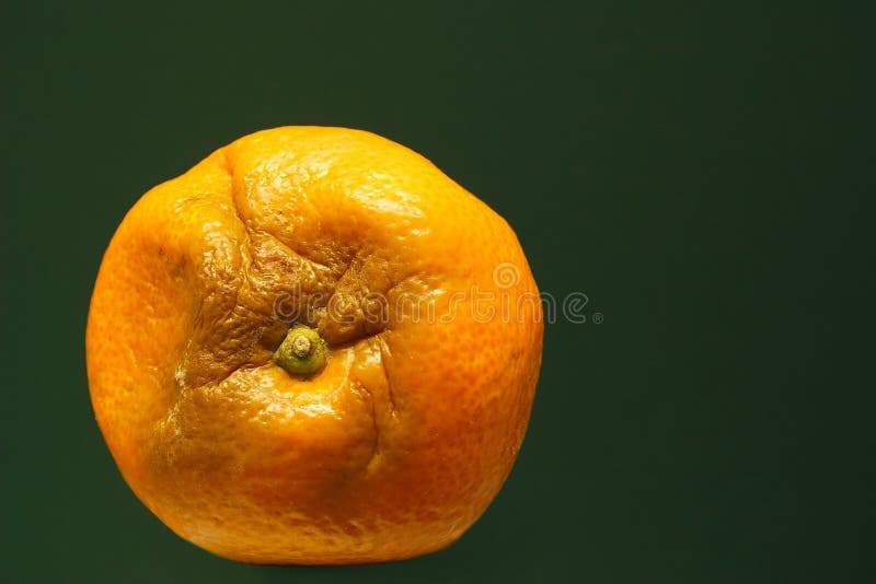 Mouldy Orange stock photo. Image of fuzz, kitchen, contaminated - 4197106