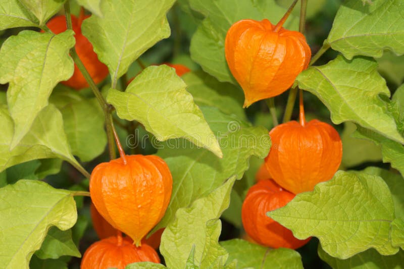 Orange gooseberry fruit stock photo. Image of agriculture - 123523404