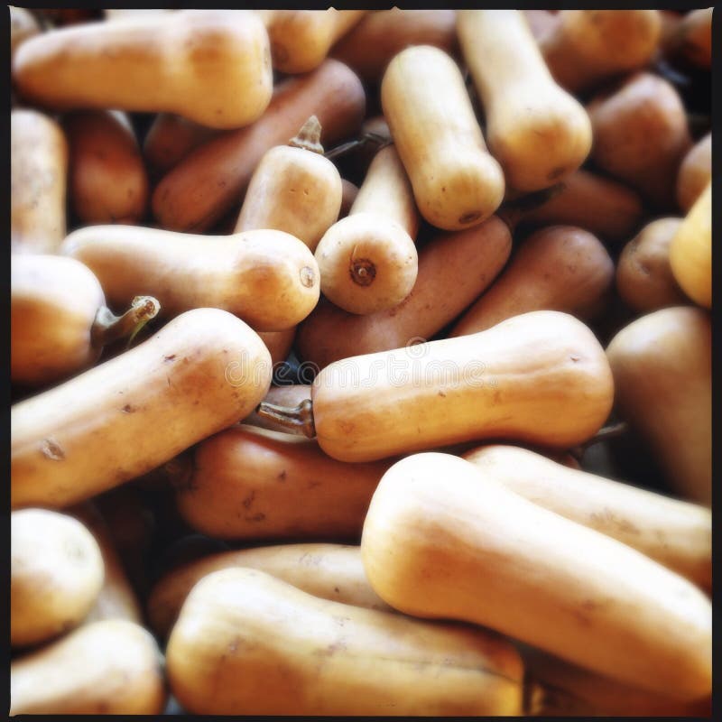 Orange gourds stock photo. Image of healthy, still, industry - 47747798