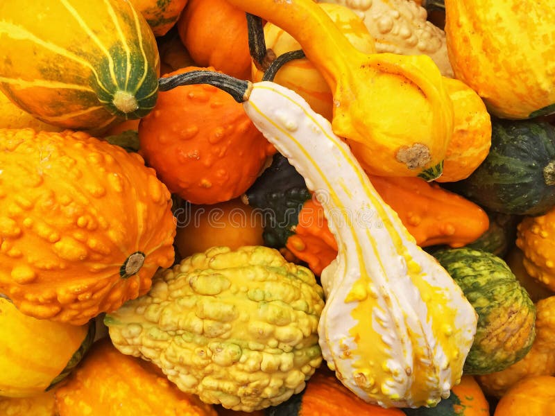 Orange Gourds of Different Shapes Stock Image - Image of produce ...