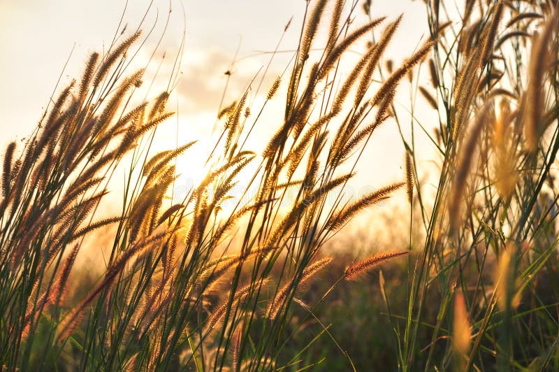 Orange grass stock photo. Image of field, nature, green - 25388016