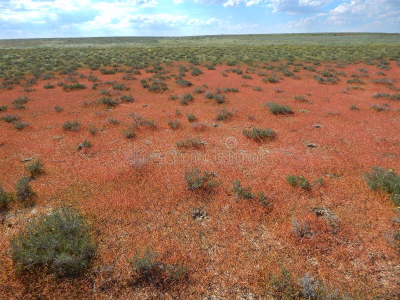 Orange Grass in the Steppe. Stock Photo - Image of color, horizon: 74090680
