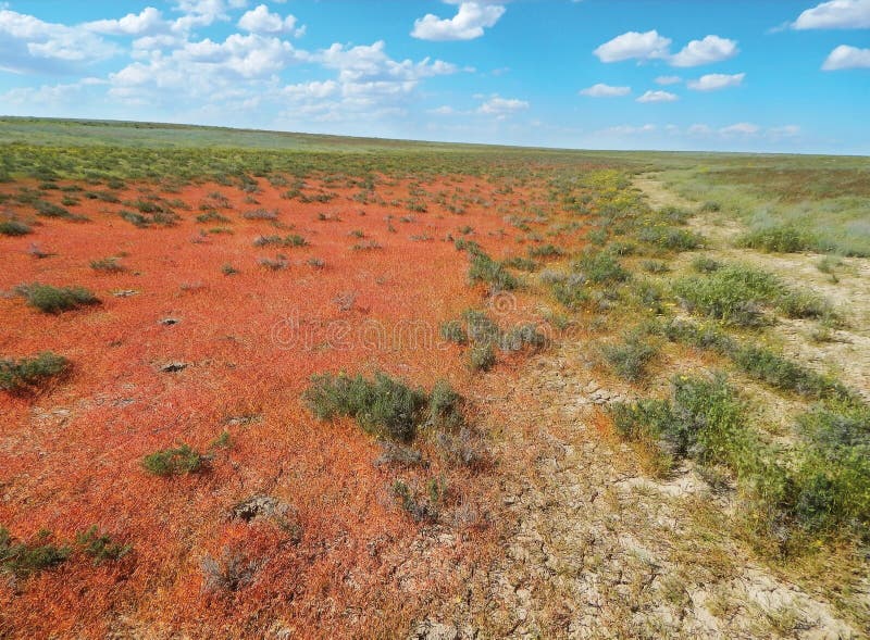 Orange Grass in the Steppe. Stock Image - Image of grasses, season ...