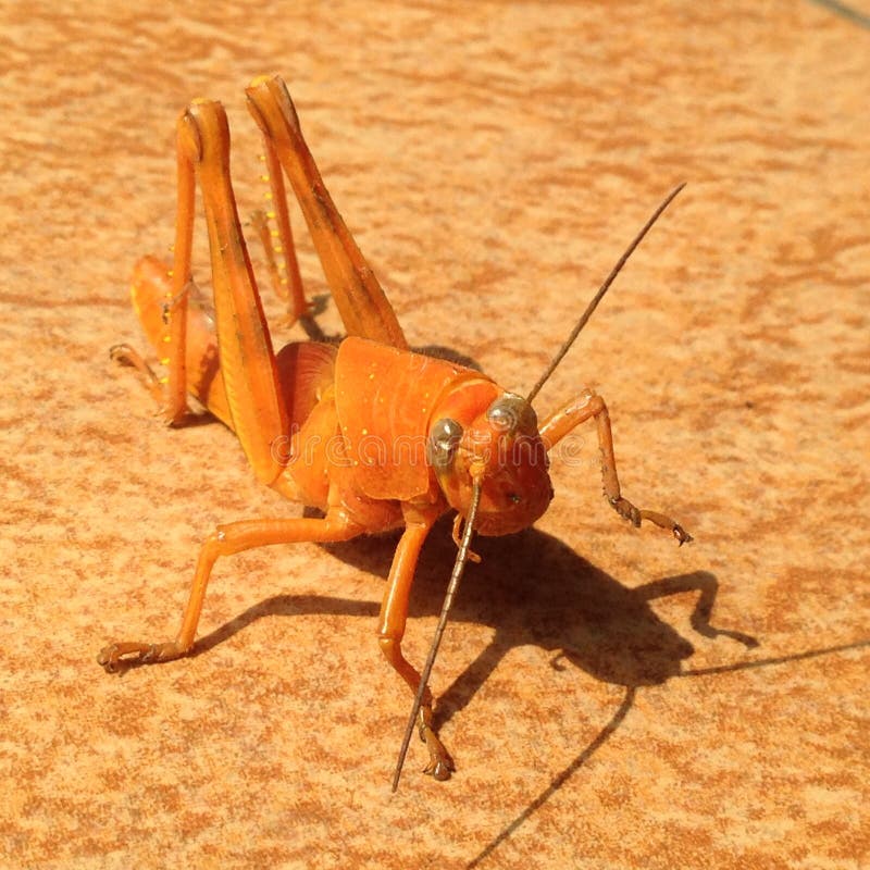 Orange Grasshopper stock photo. Image of grasshopper - 154647536