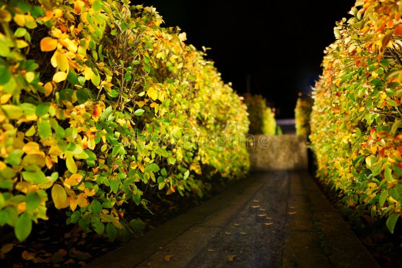 Orange - Green Autumn Bush at Night with Backlight. Glowing Bush in the ...