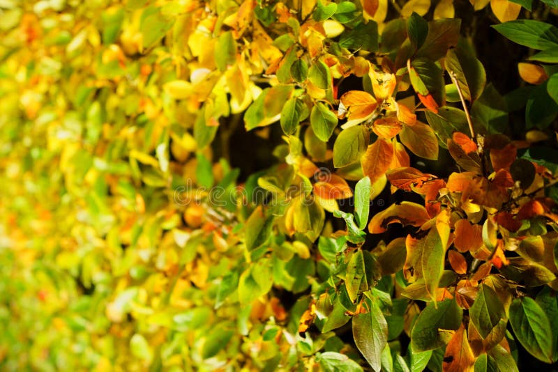 Orange - Green Autumn Bush at Night with Backlight. Glowing Bush in the ...
