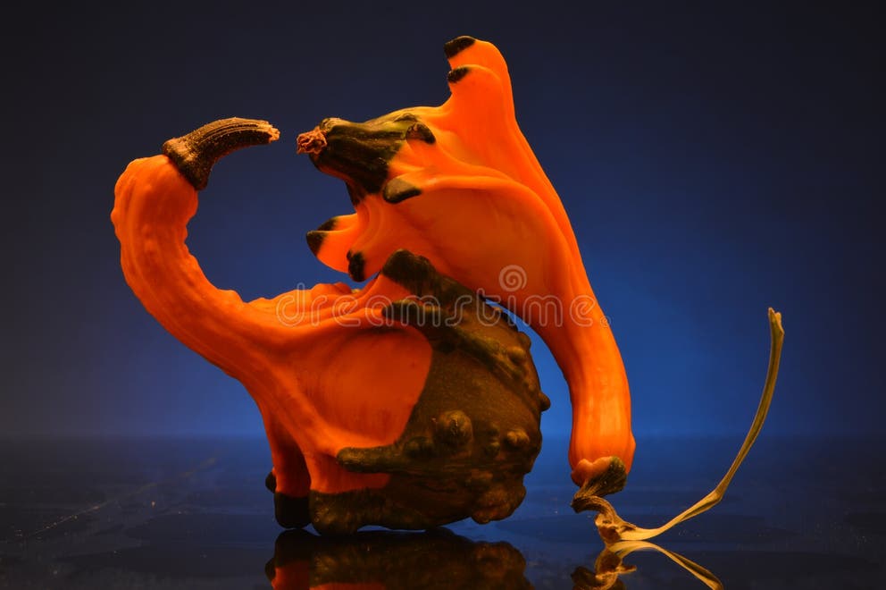 Orange and Green Colored Squash Stock Photo - Image of fresh, asymmetry ...