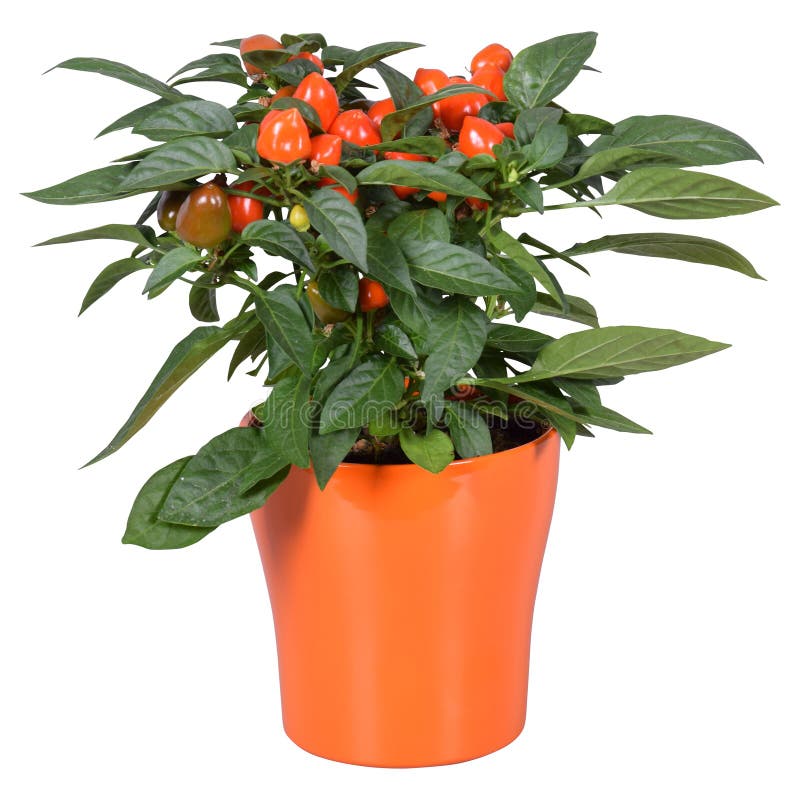 Orange and Green Colour Stylish Capsicum Pot Stock Photo - Image of ...