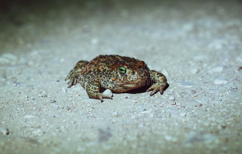 Orange and Green Natterjack Toad Standing on a Ground Stock Image ...