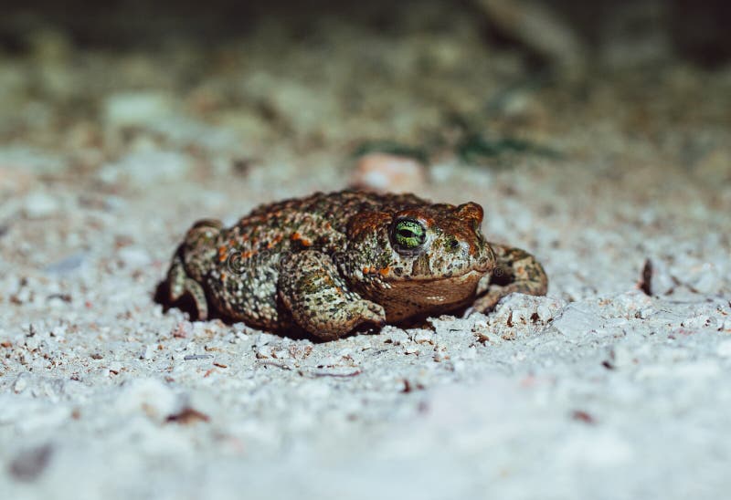 Orange and Green Natterjack Toad Standing on a Ground Stock Image ...