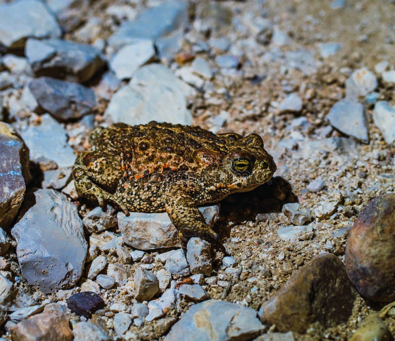 Orange and Green Natterjack Toad Standing on Rocks Stock Photo - Image ...