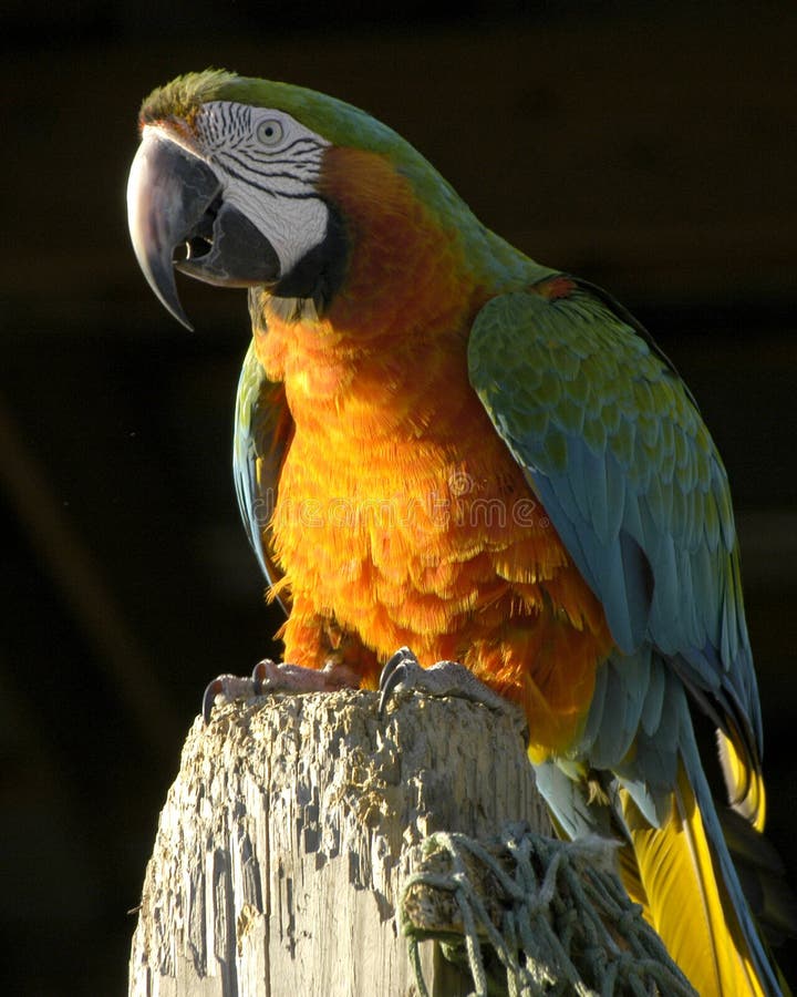 Orange and green parrot stock photo. Image of beautiful - 189926
