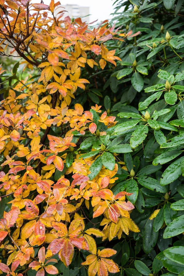 Orange and Green Plant Bush in Fall Season Stock Photo - Image of ...