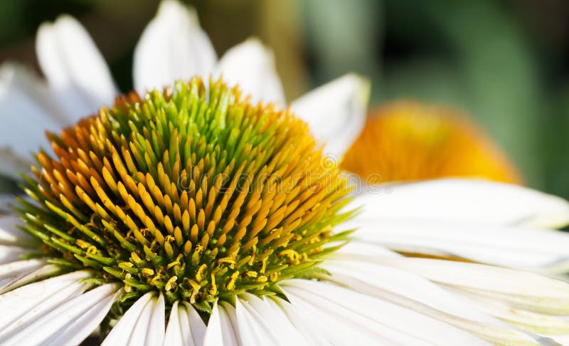 Orange Green Stamen White Daisy Macro Flat Stock Image - Image of daisy ...