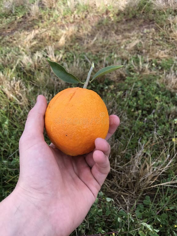Orange in Griffith stock image. Image of hand, fruit - 102976679