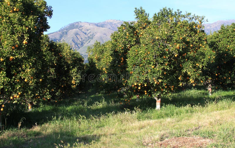 Orange Grove 5 stock photo. Image of citrus, chinotto - 4718868