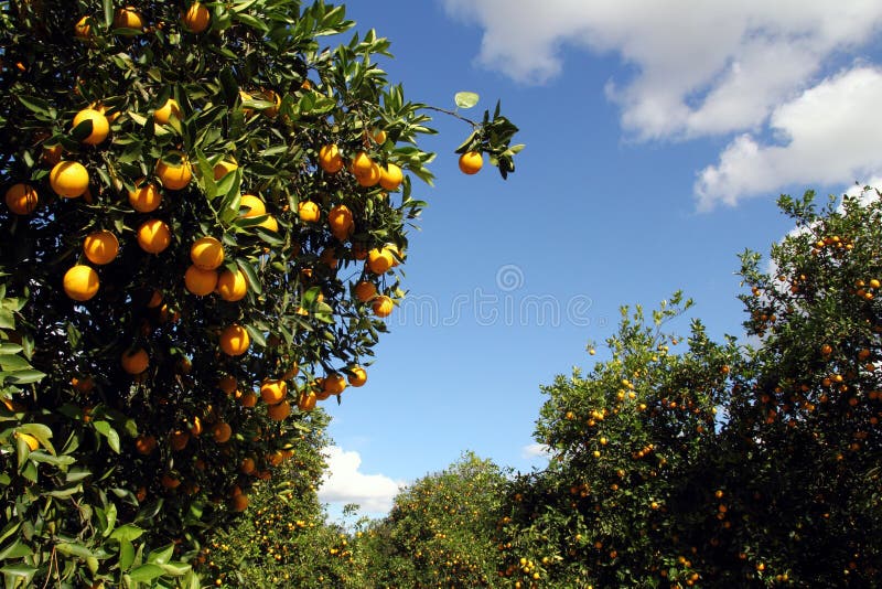 Florida orange grove stock photo. Image of agricultural - 2266456