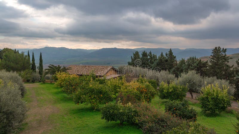 Orange grove in Sicily stock image. Image of trees, sicily - 65781105