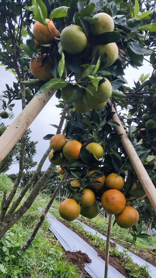 Orange grove sumatra stock photo. Image of plants, sumatra - 263299236