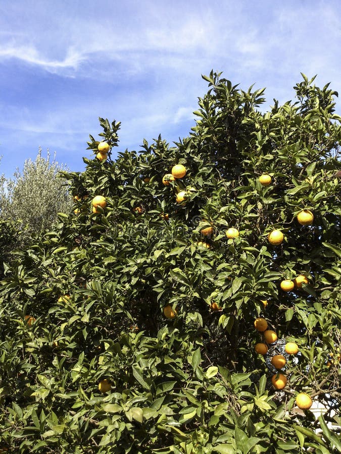 Orange Grove/Trees in Crete Stock Photo - Image of greece, outdoors ...