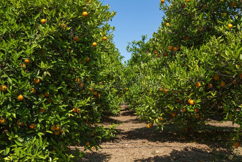 Orange grove stock image. Image of freshness, juice - 110241927