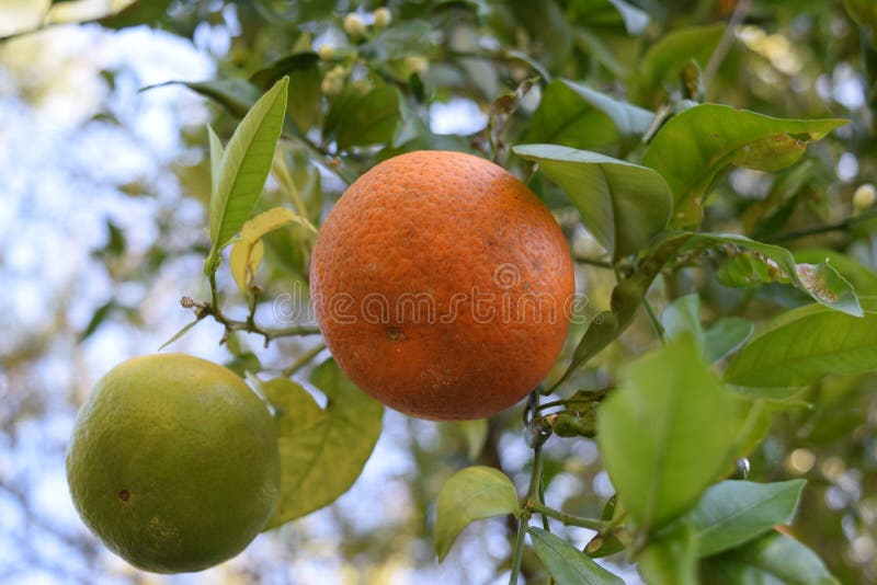 Orange Growing on a Tree in Florida Stock Photo - Image of full ...