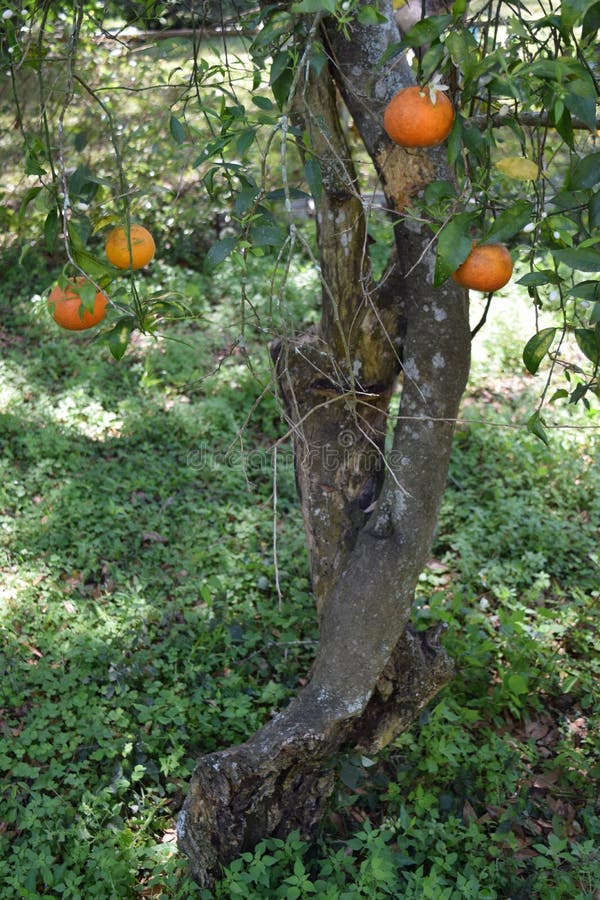 Orange Growing on a Tree in Florida Stock Photo - Image of lime, leaf ...