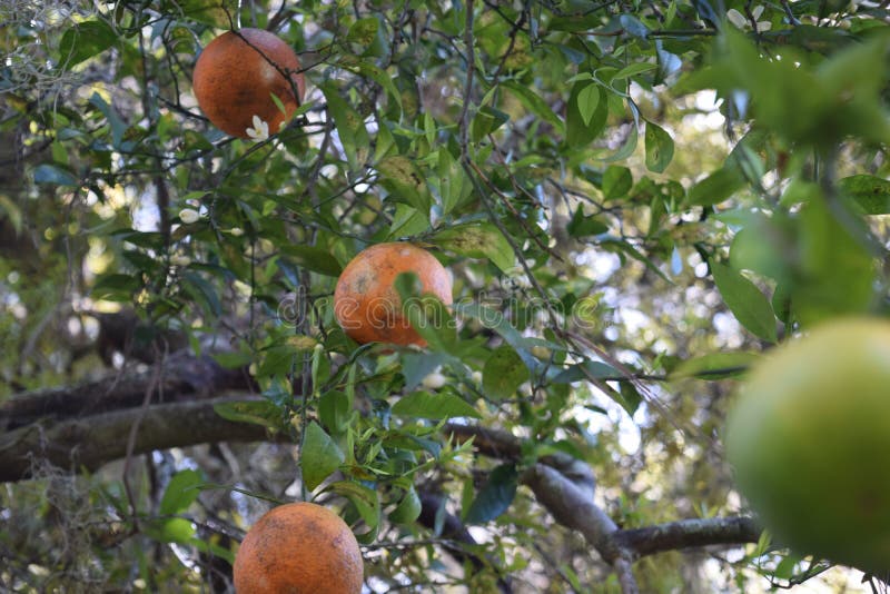 Orange Growing on a Tree in Florida Stock Photo - Image of lime, branch ...