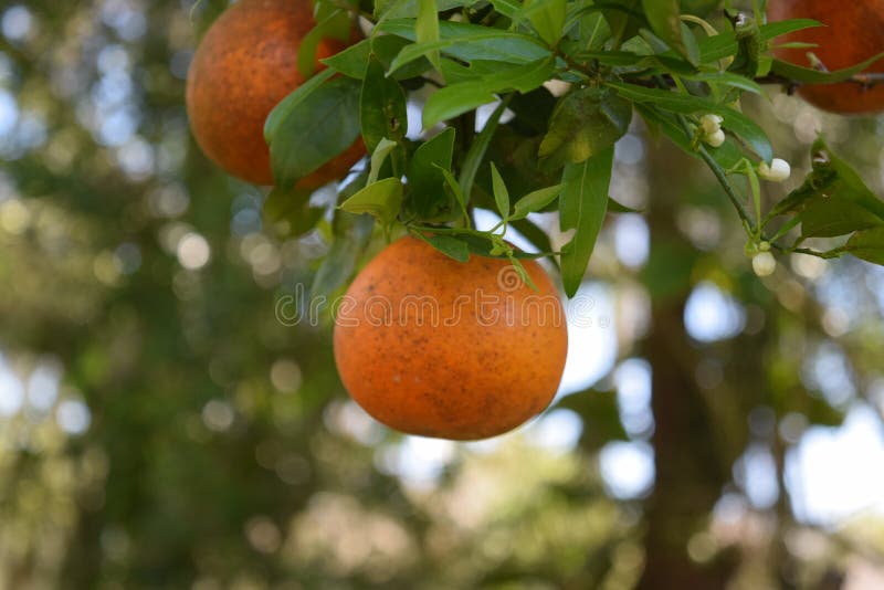 Orange Growing on a Tree in Florida Stock Image - Image of juicy ...