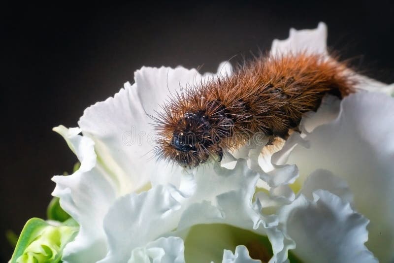 Orange Grub on a White Flower Blossom Stock Image - Image of macro ...