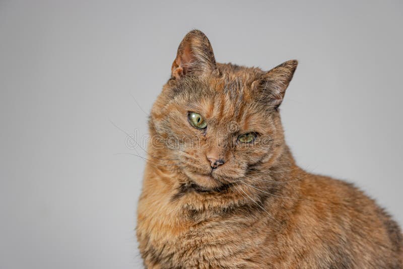 Orange Grumpy Cat with a White Background Stock Photo - Image of face ...