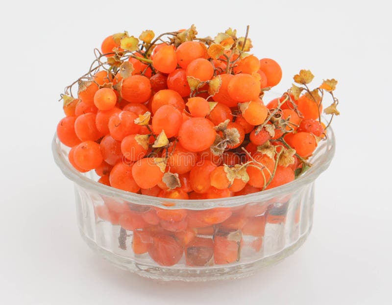 Orange gumberry stock image. Image of leaf, gumberry - 92527139