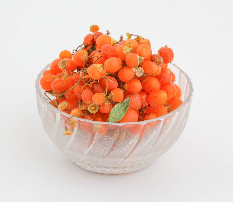 Orange gumberry stock photo. Image of juice, gunda, hydroponic - 92527582