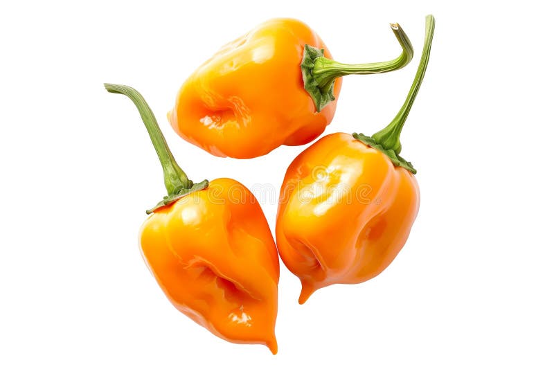 Orange Habanero Chili Pepper Isolated on a White Background Stock Photo ...