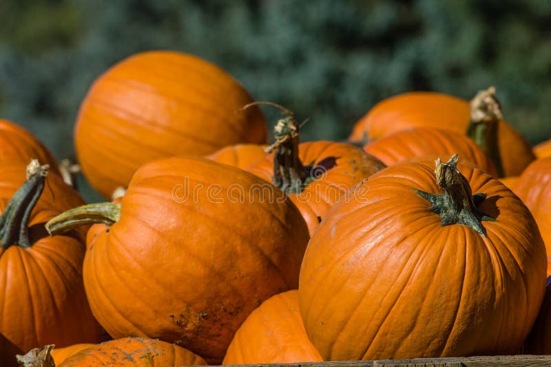 23,190 Orange Bright Halloween Pumpkins Stock Photos - Free & Royalty ...