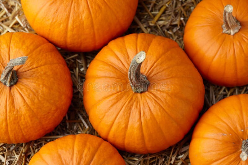 Orange Halloween Pumpkins on Stack of Hay or Straw Stock Image - Image ...