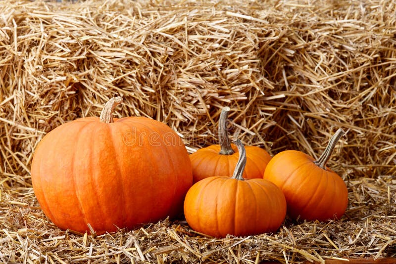 Orange Halloween Pumpkins on Stack of Hay or Straw Stock Image - Image ...