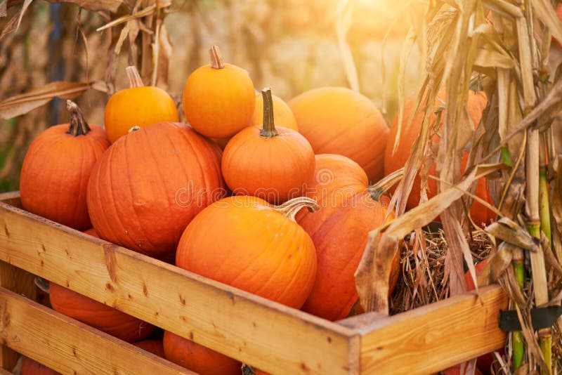 Orange Halloween Pumpkins on Stack of Hay or Straw in Sunny Day, Fall ...
