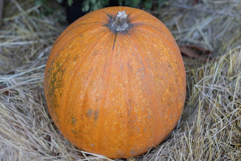 Orange Halloween Pumpkins on Stack of Hay or Straw in Sunny Day, Fall ...