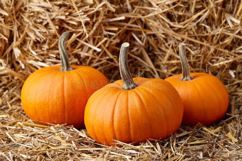Orange Halloween Pumpkins on Stack of Hay or Straw Stock Image - Image ...